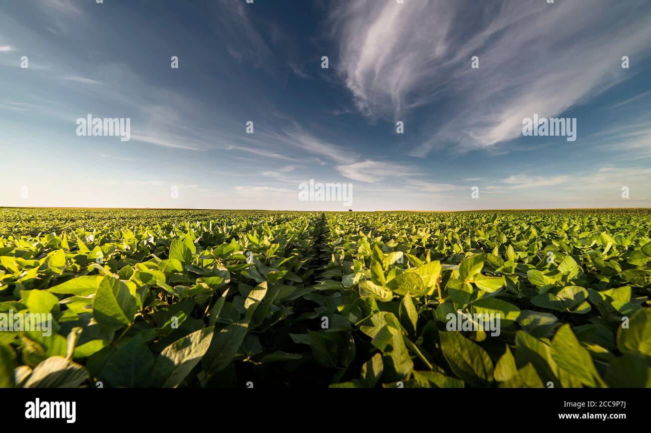 Open soybean field at sunset.Soybean field Stock Photo - Alamy