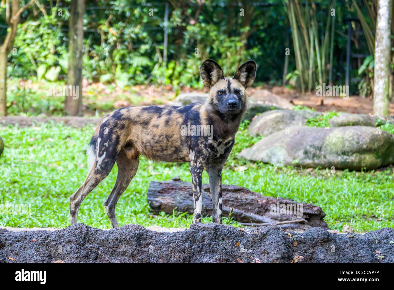 The African wild dog(Lycaon pictus) is a canid native to sub-Saharan ...