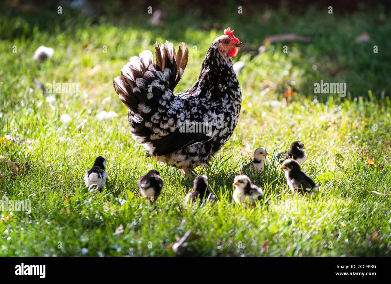 Clucking hen hi-res stock photography and images - Alamy