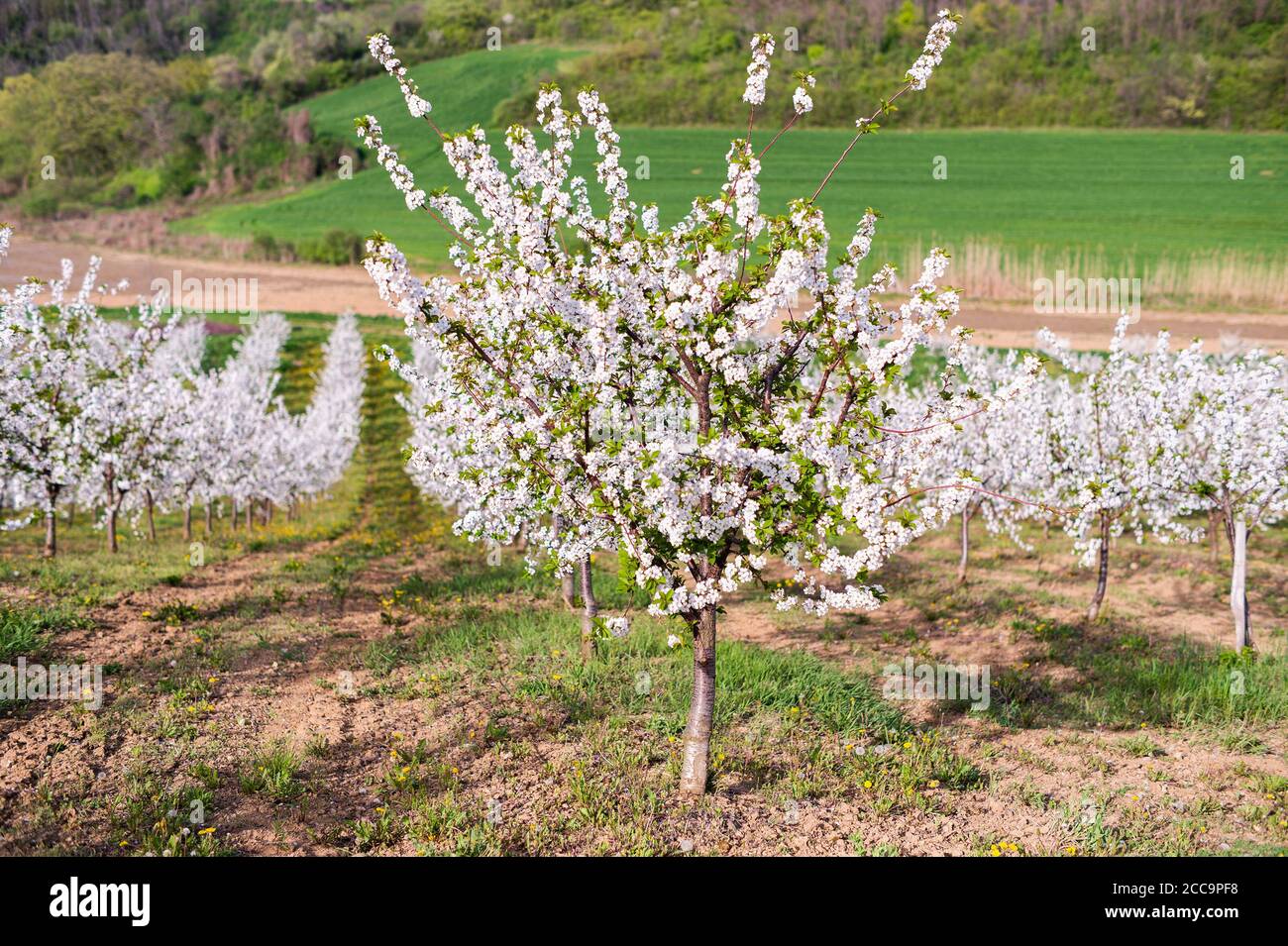 Cherry blossom fruit orchard in spring Stock Photo - Alamy
