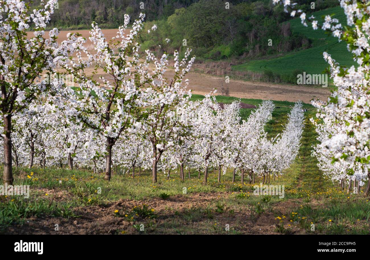 Cherry blossom fruit orchard in spring Stock Photo - Alamy