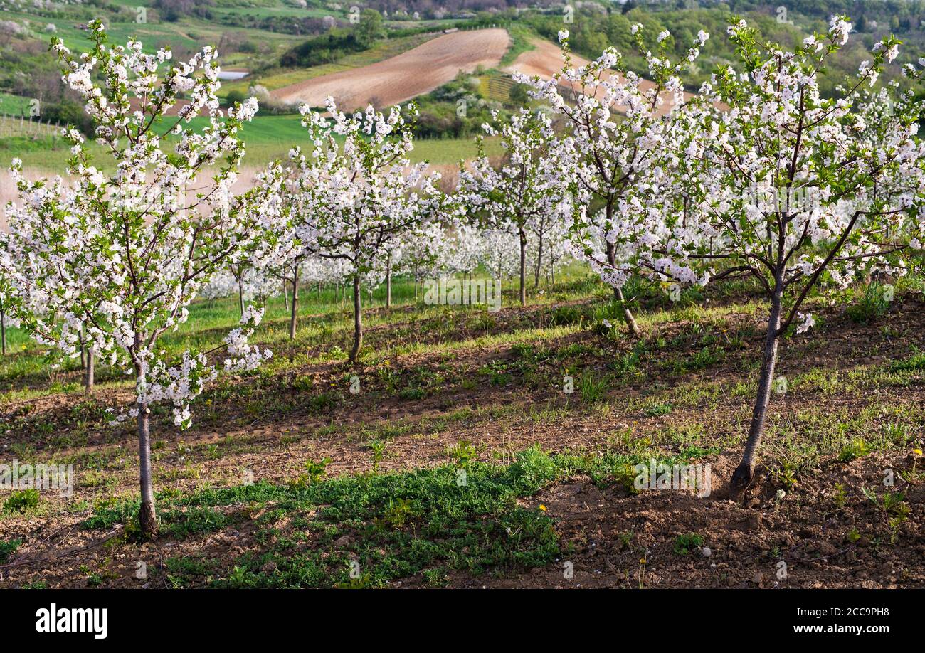 Cherry blossom fruit orchard in spring Stock Photo - Alamy