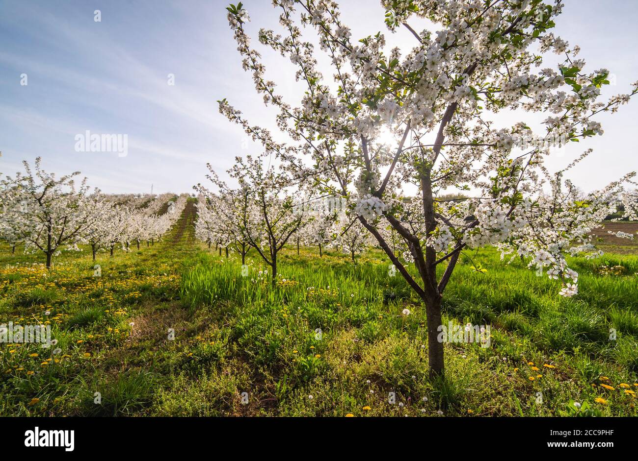 Cherry blossom fruit orchard in spring Stock Photo - Alamy