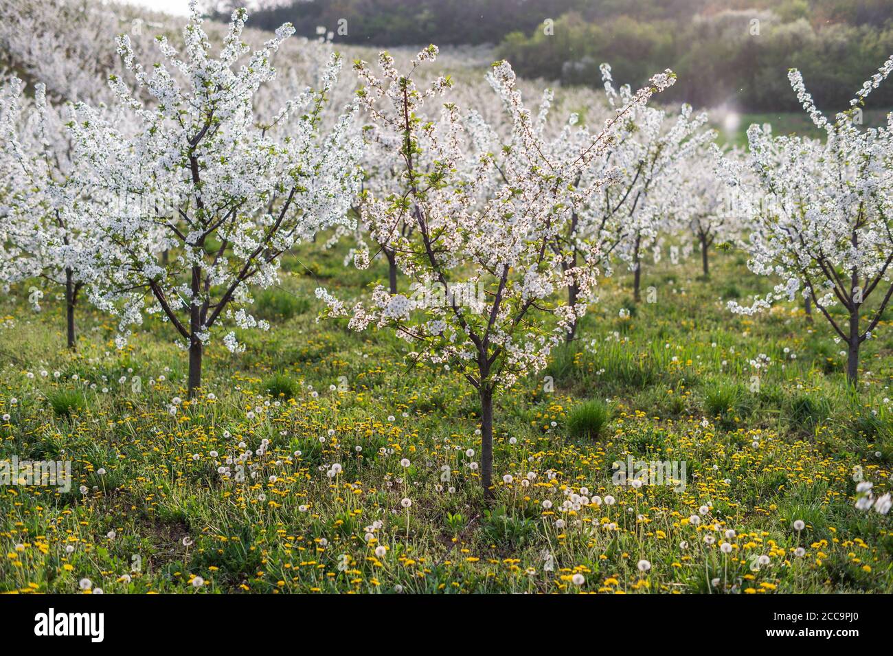 Cherry blossom fruit orchard in spring Stock Photo - Alamy