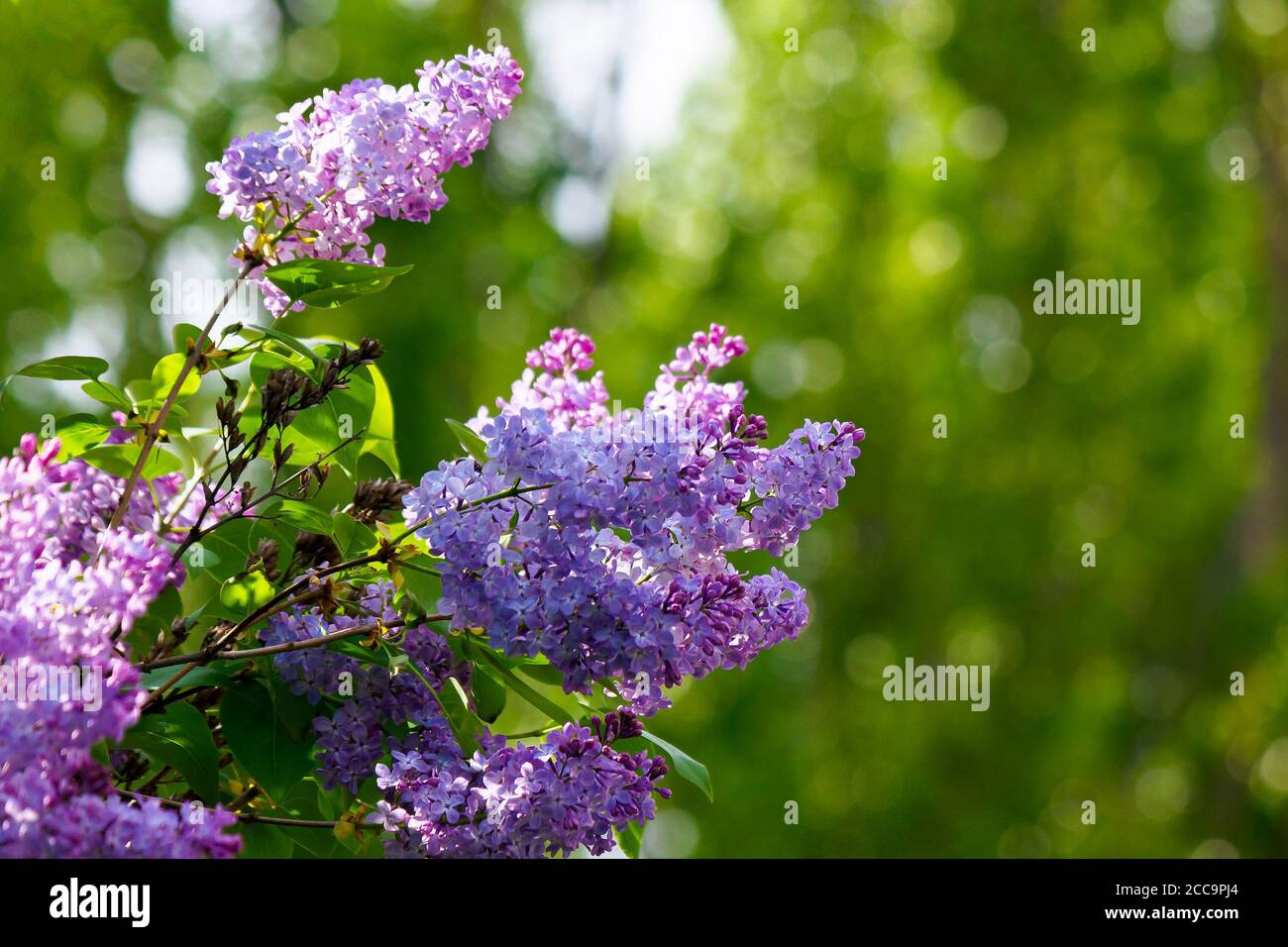 lilac blossom. beautiful scenery in the garden. sunny nature background ...