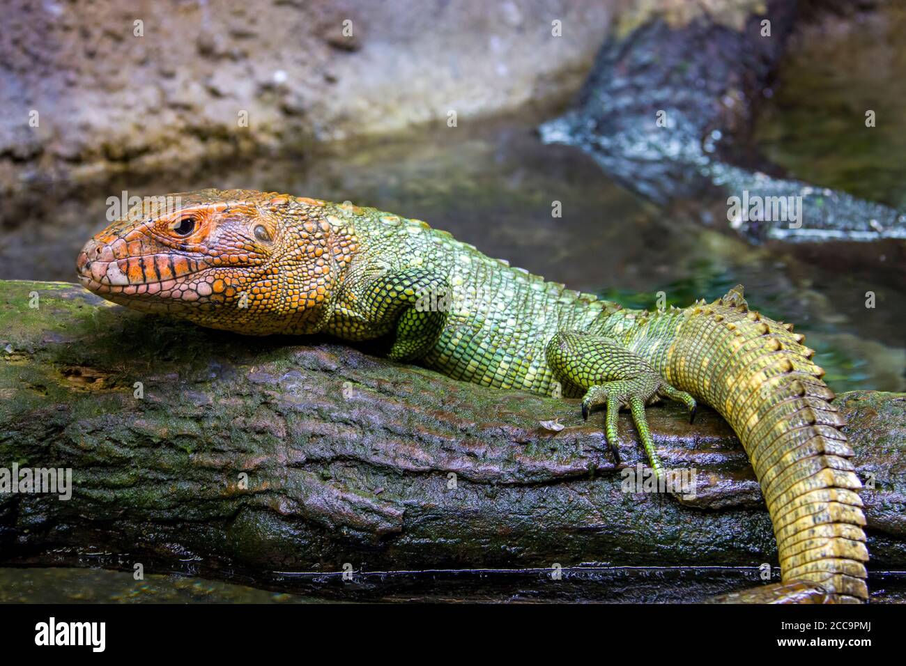 The Northern caiman lizard lies on the trunk. It is a species of lizard ...