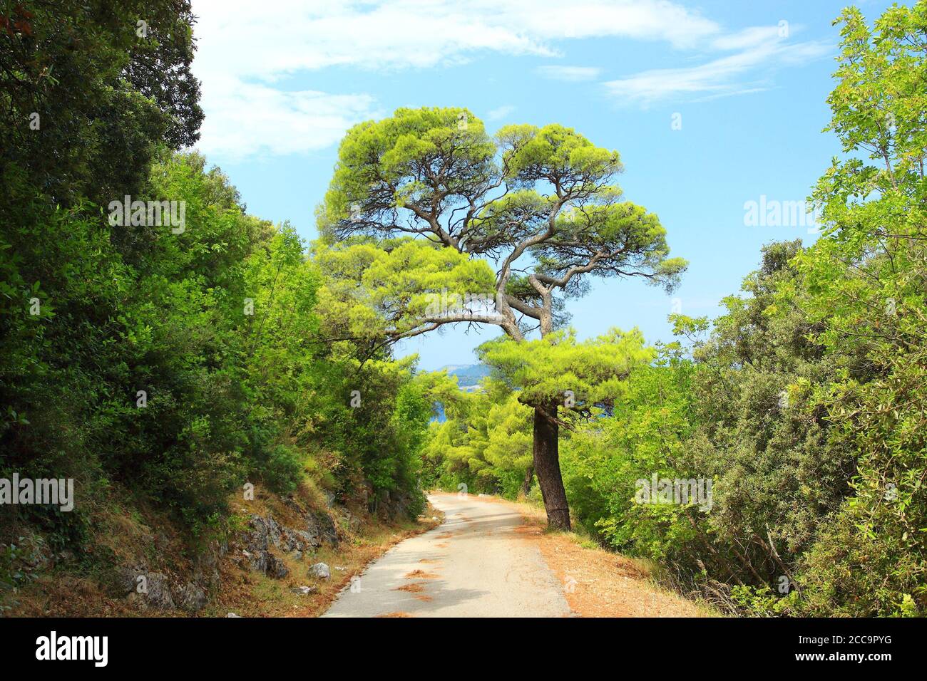 Big pine tree and road through the forest Stock Photo - Alamy