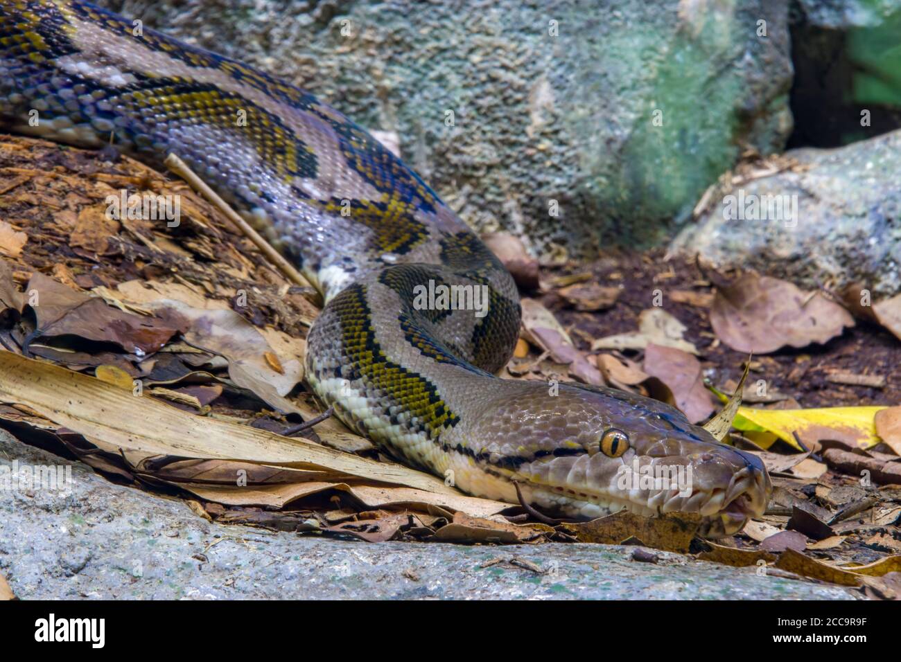 The reticulated python (Malayopython reticulatus) is a species of snake ...