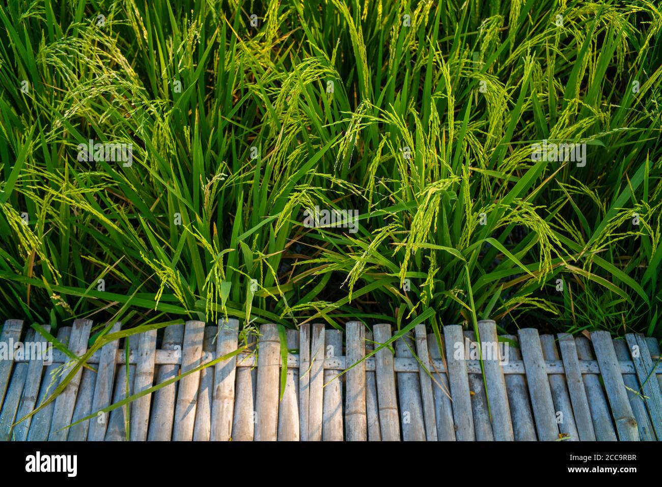 Green paddy rice plantation field with wooden patchway put text mock up ...