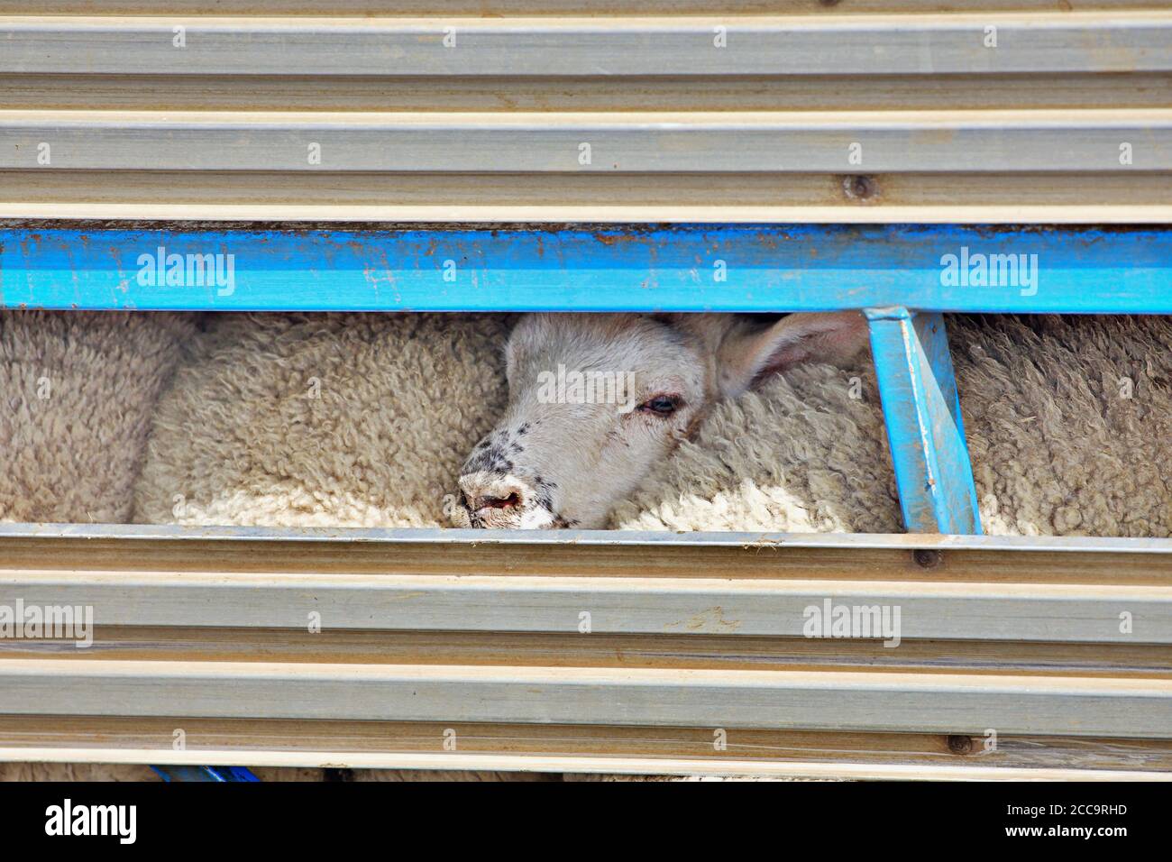 Sheep on animal transport in Australia Stock Photo - Alamy