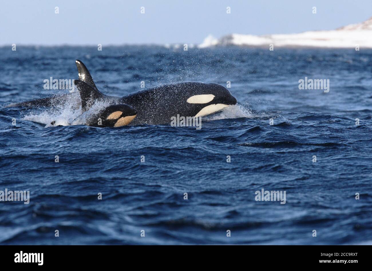Arctic Killer Whales