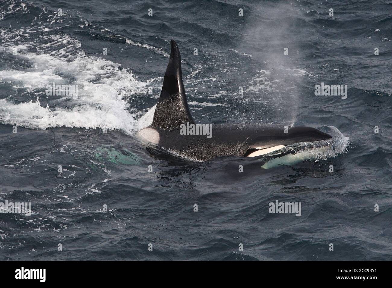 Orca scotland hi-res stock photography and images - Alamy