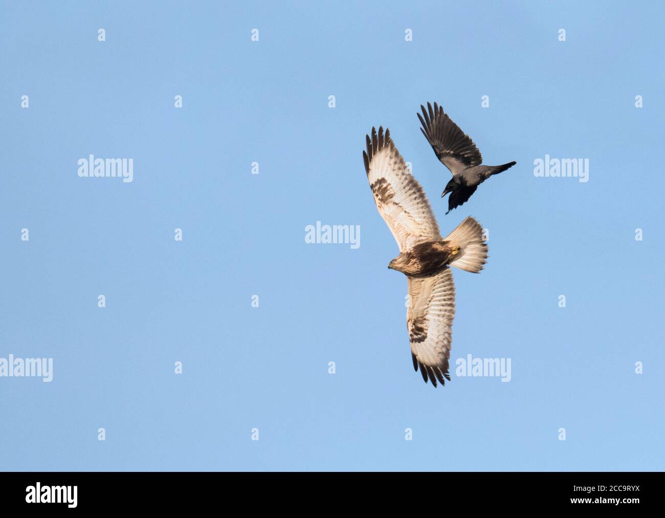 Rough-legged Buzzard (Buteo lagopus) at Sullom in the Shetland islands ...