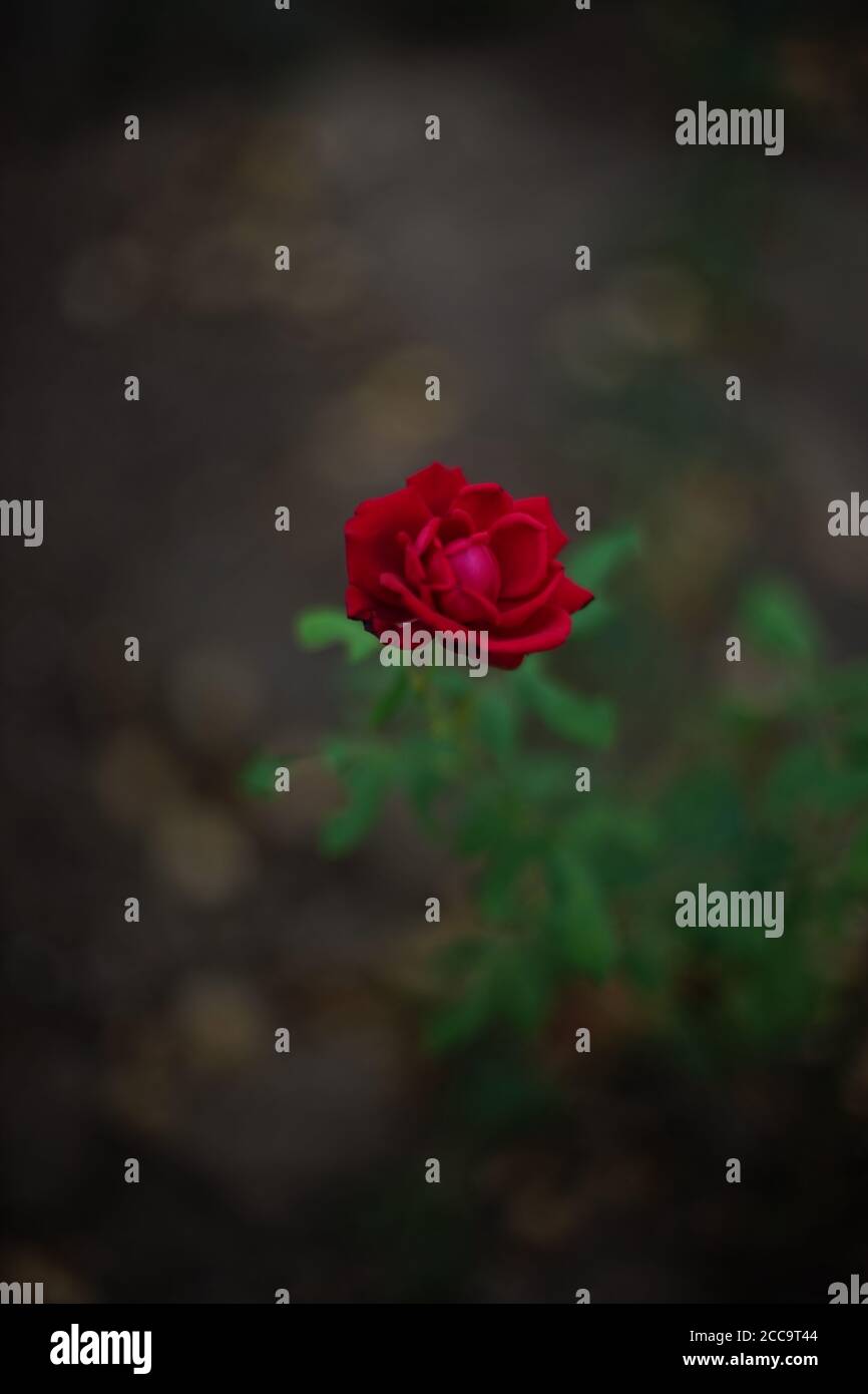 Red rose flower grow in the dark summer garden Stock Photo - Alamy