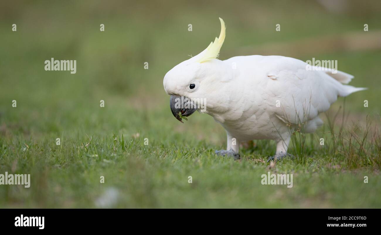 Sulphur-crested Cockatoo (Cacatua galerita) in Royal National Park ...