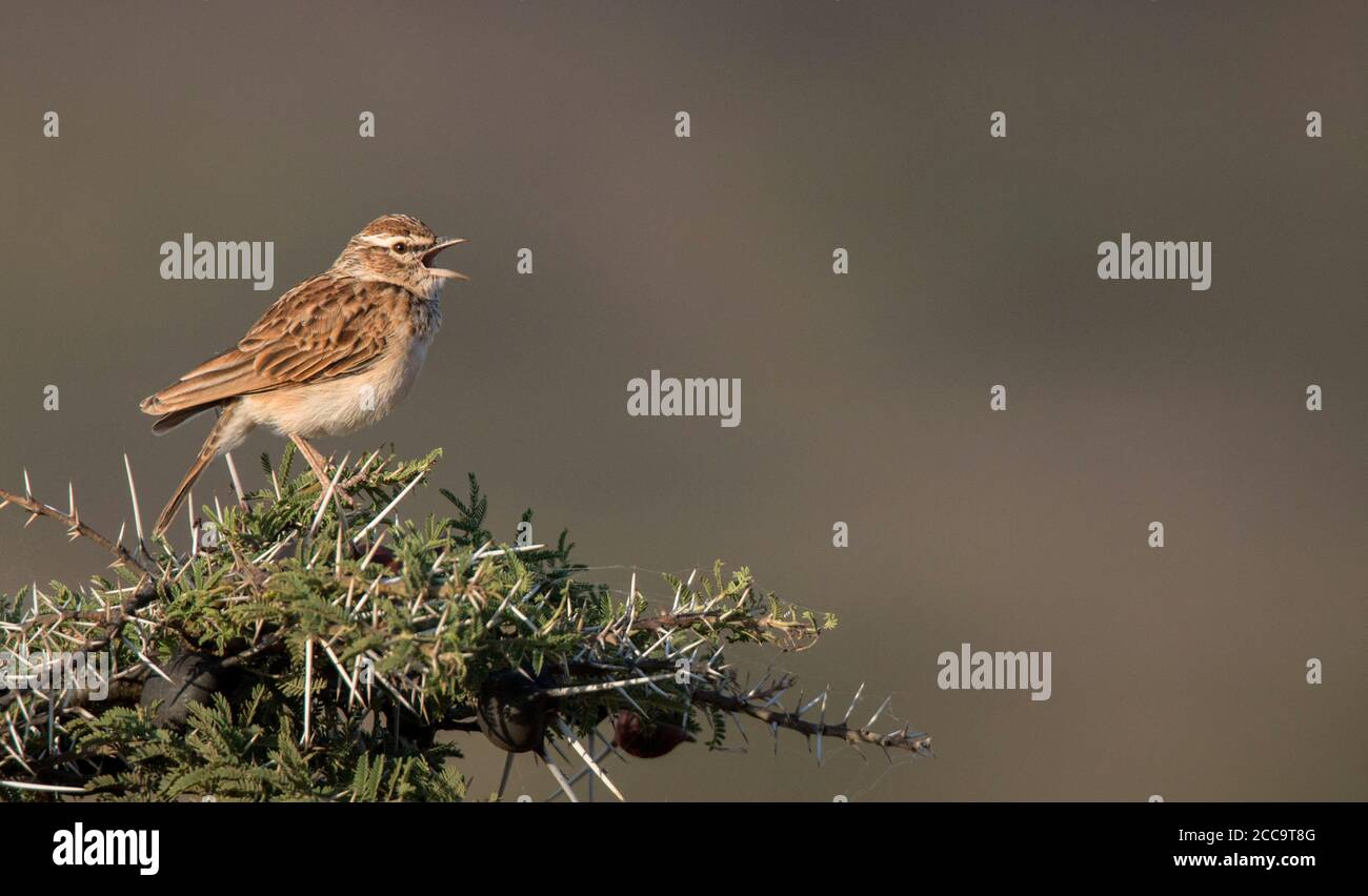 Foxy Lark (Calendulauda alopex) singing from top of thorny bush in ...