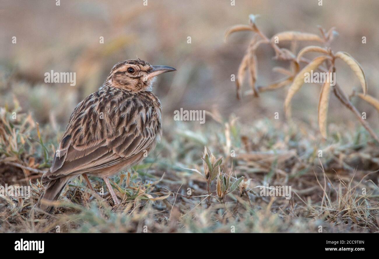 Short-tailed Lark (Spizocorys fremantlii) standing on the ground in ...