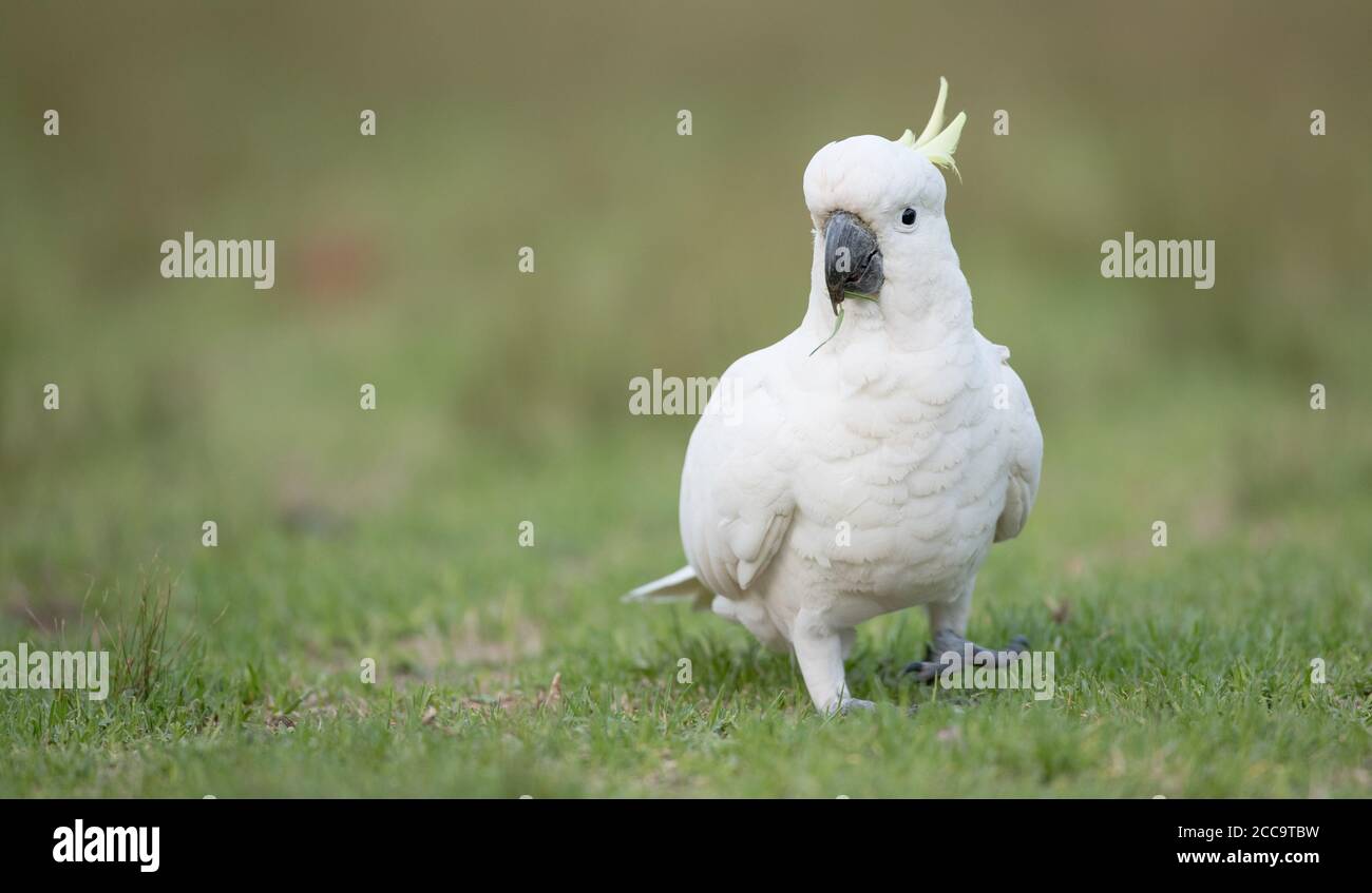 Sulphur-crested Cockatoo (Cacatua galerita) in Royal National Park ...