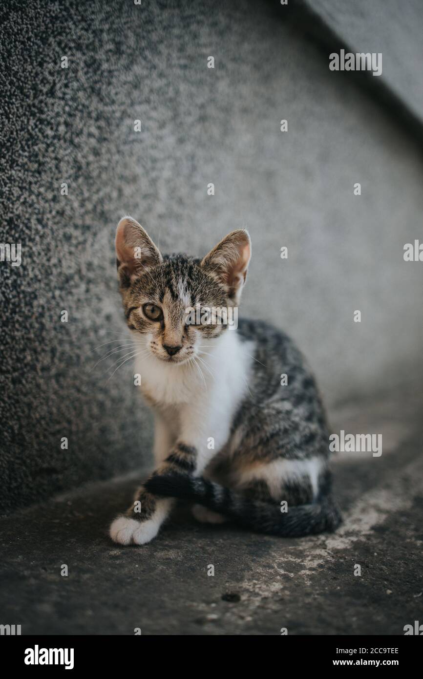 Vertical shot of a lonely cat sadly looking to the camera Stock Photo ...