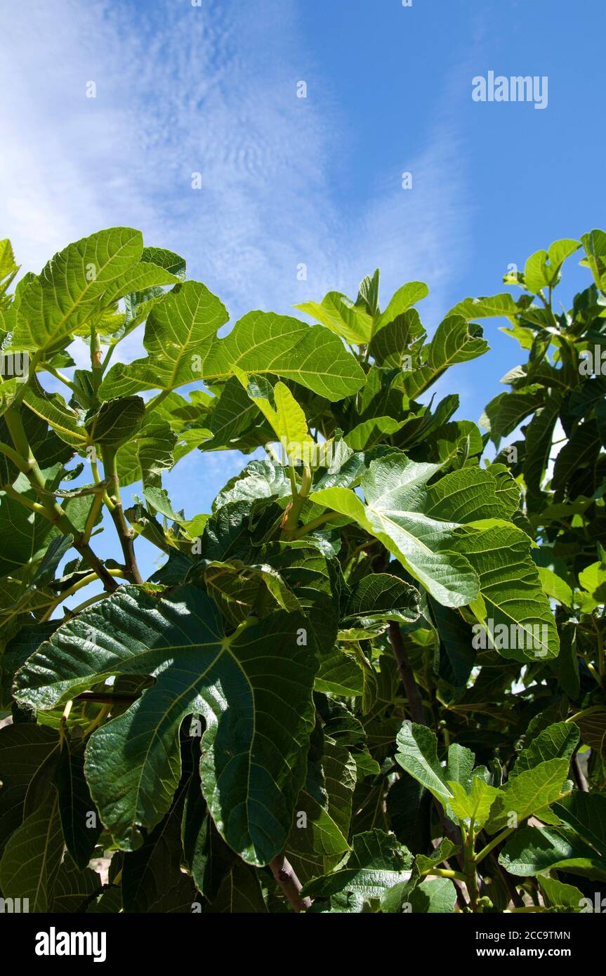 Higuera Tree High Resolution Stock Photography and Images - Alamy