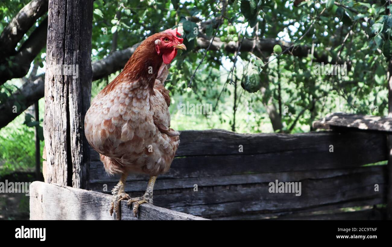 One large red-brown laying hen in the countryside on a sunny day ...