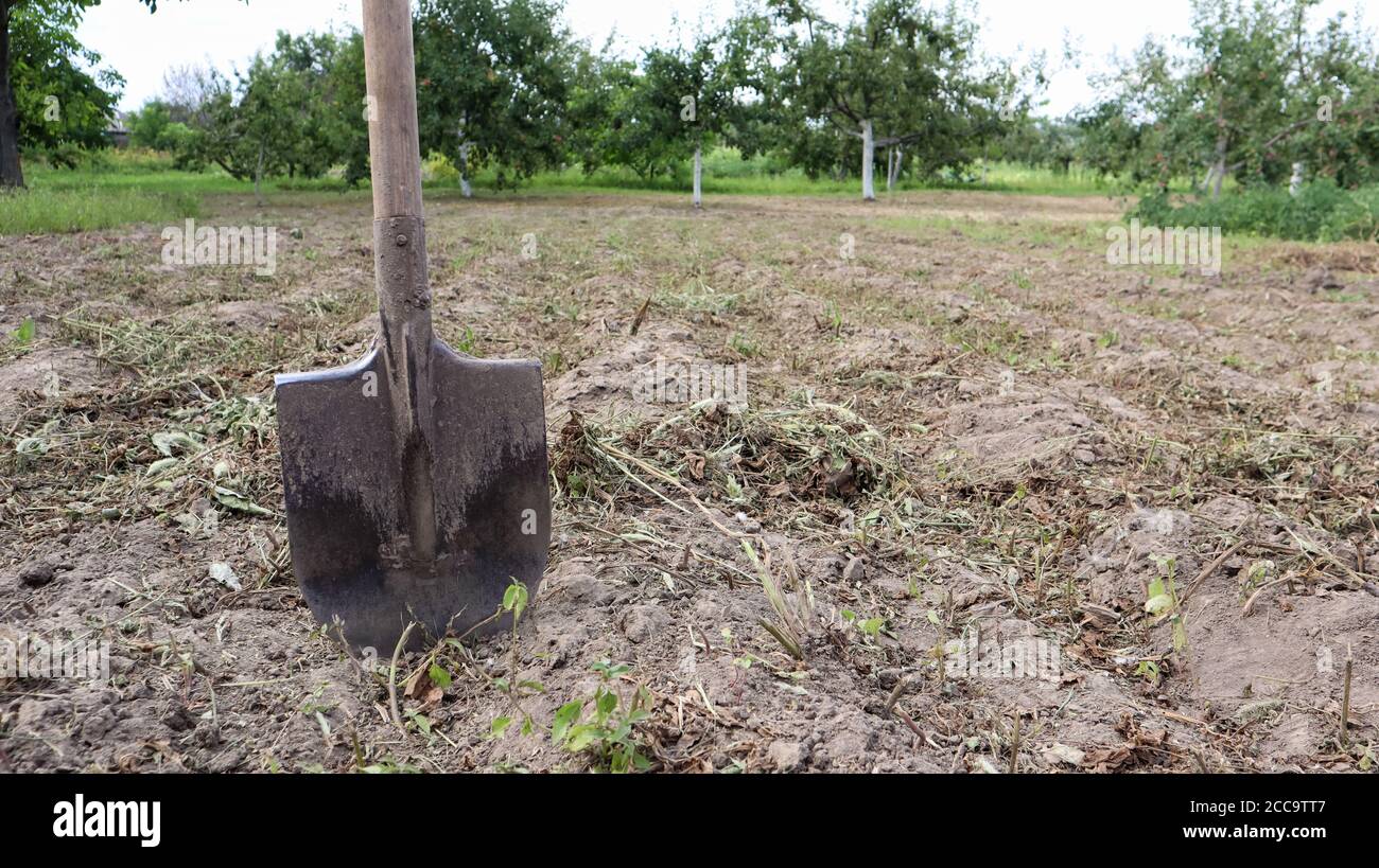 A sharp old farmer's shovel sticks out of the ground in cultivated ...