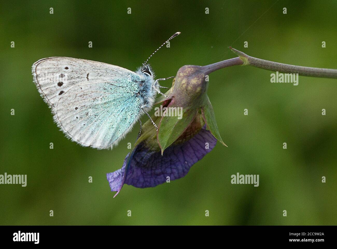 Green-underside Blue butterfly, Glaucopsyche Alexis Stock Photo - Alamy