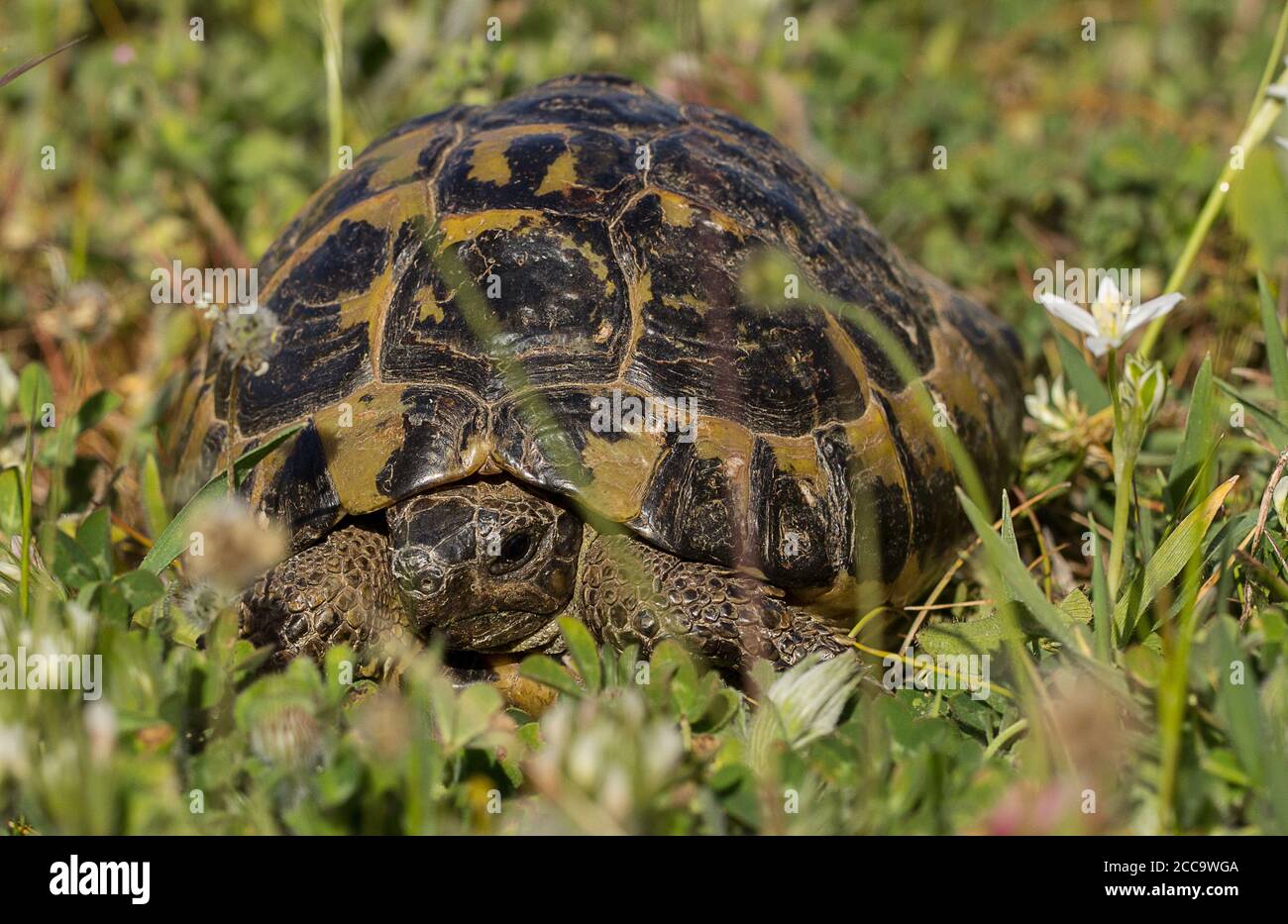 Mediterranean tortoise hi-res stock photography and images - Alamy