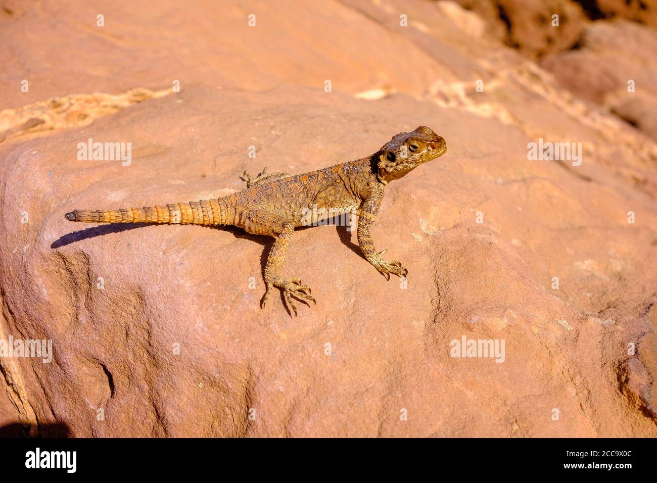 Lizard in the UNESCO archeological site of Petra, Jordan Stock Photo ...