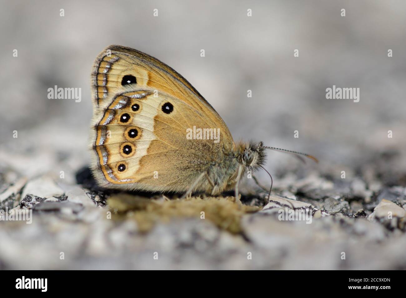 Dusky colored hi-res stock photography and images - Alamy