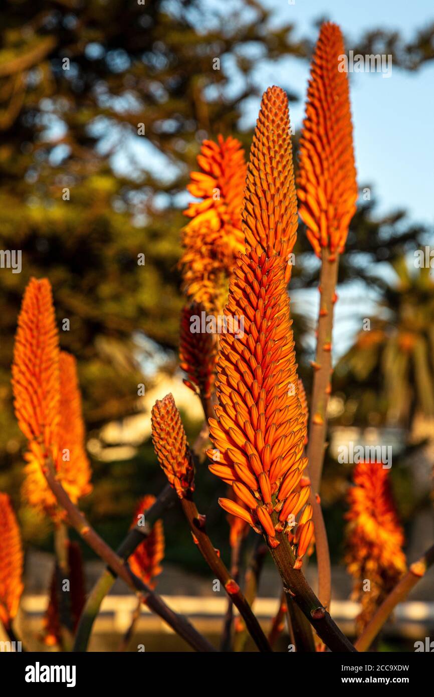 Aloe safari orange hi-res stock photography and images - Alamy