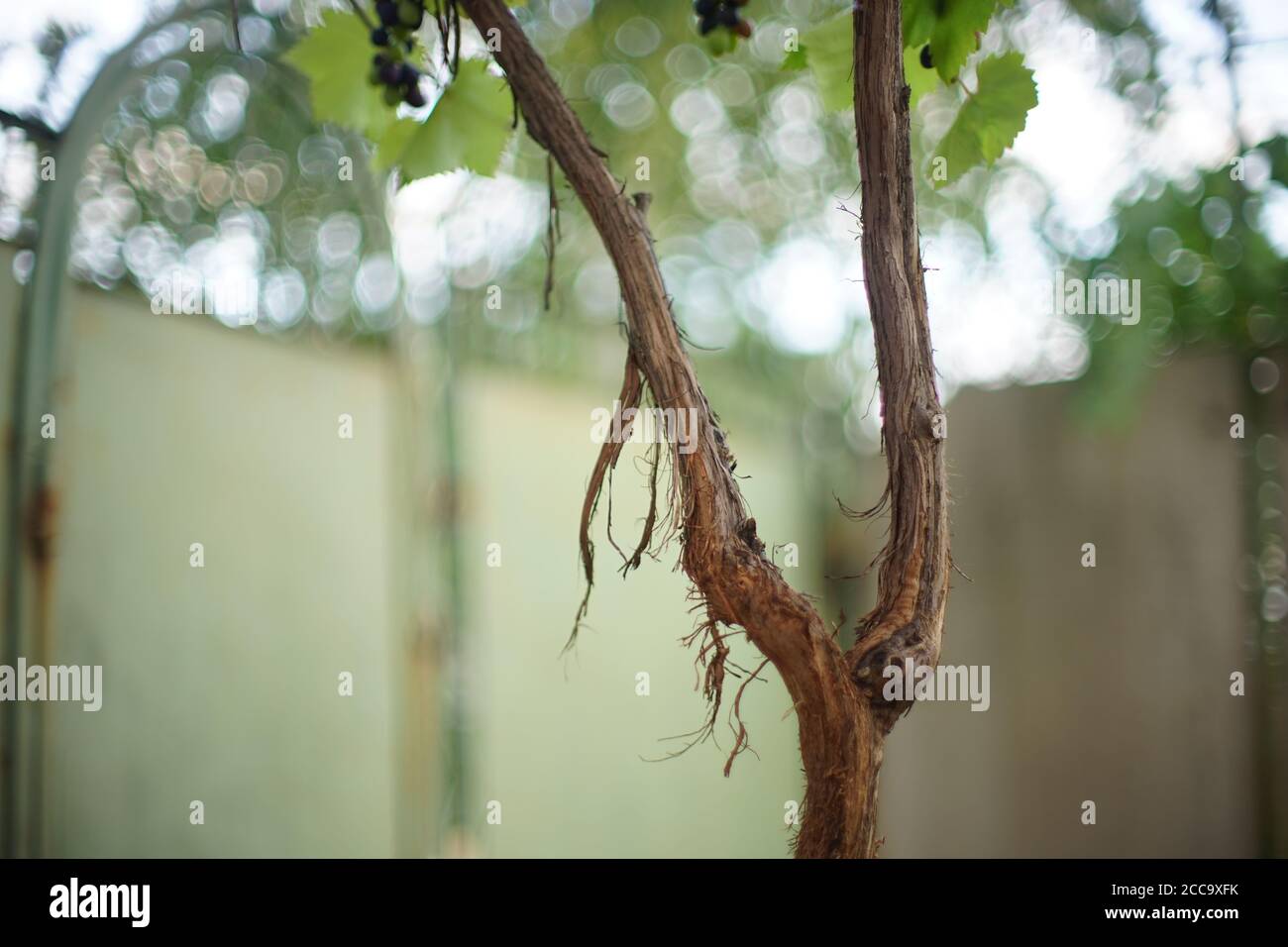 grape trunk in summer garden, soft selective focus Stock Photo - Alamy