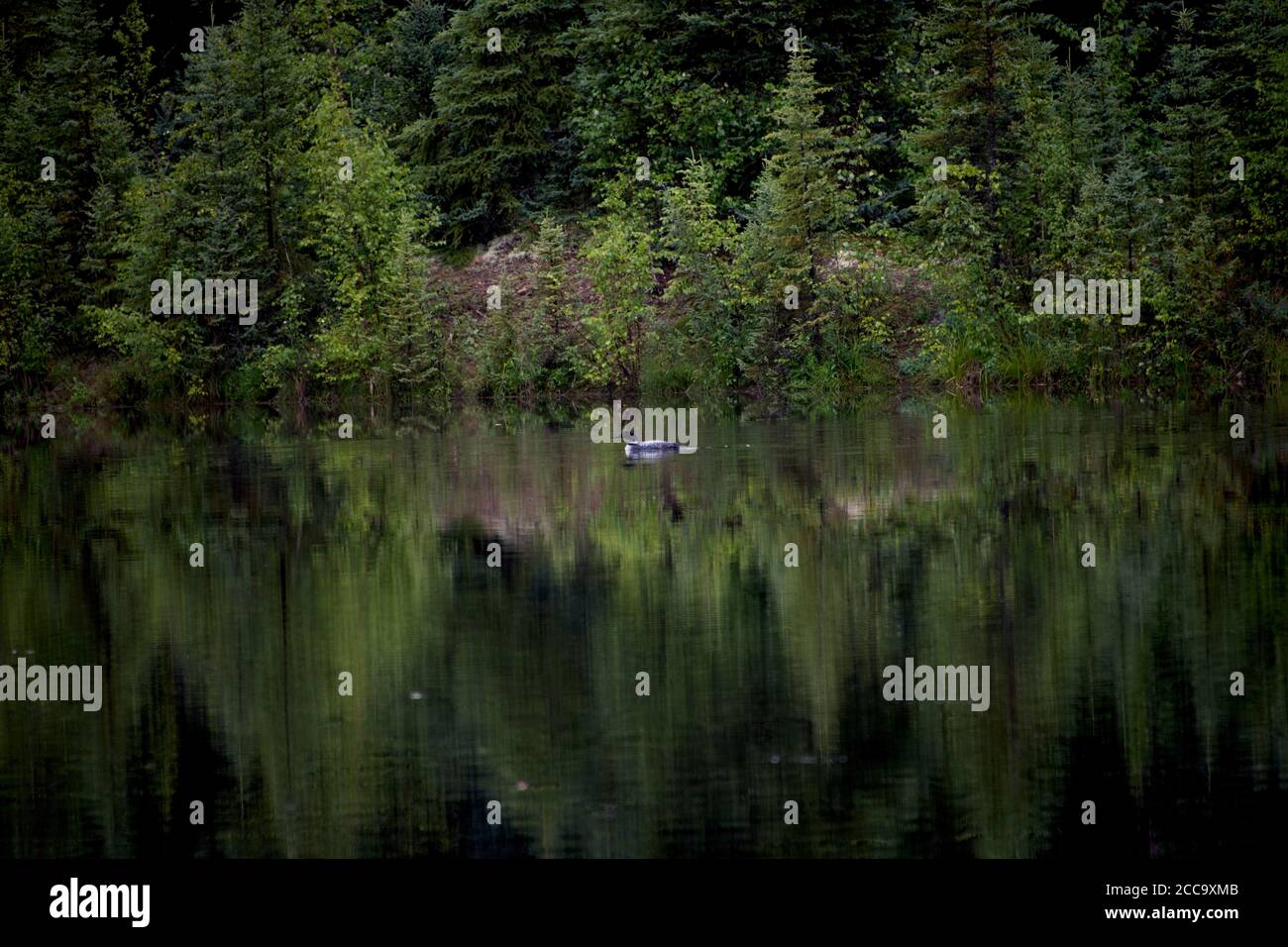Alaska Water Birds Stock Photo - Alamy