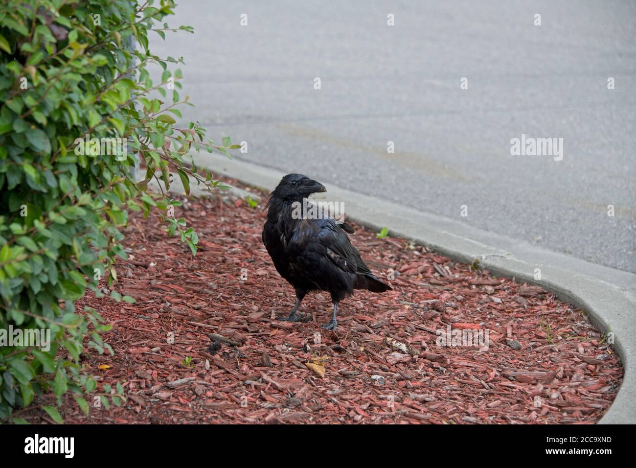Alaska raven hi-res stock photography and images - Alamy