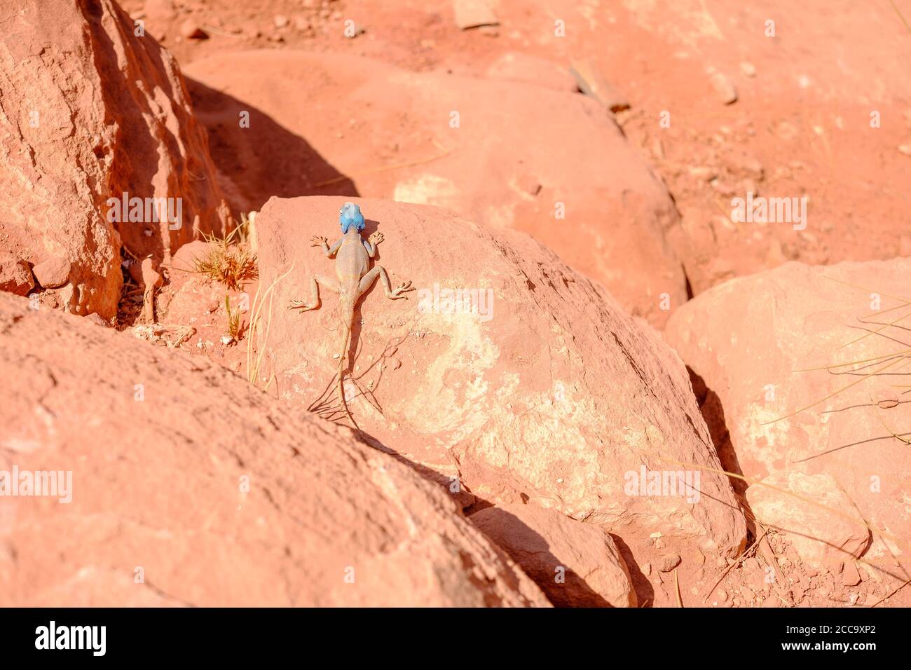 Lizard in the UNESCO archeological site of Petra, Jordan Stock Photo ...
