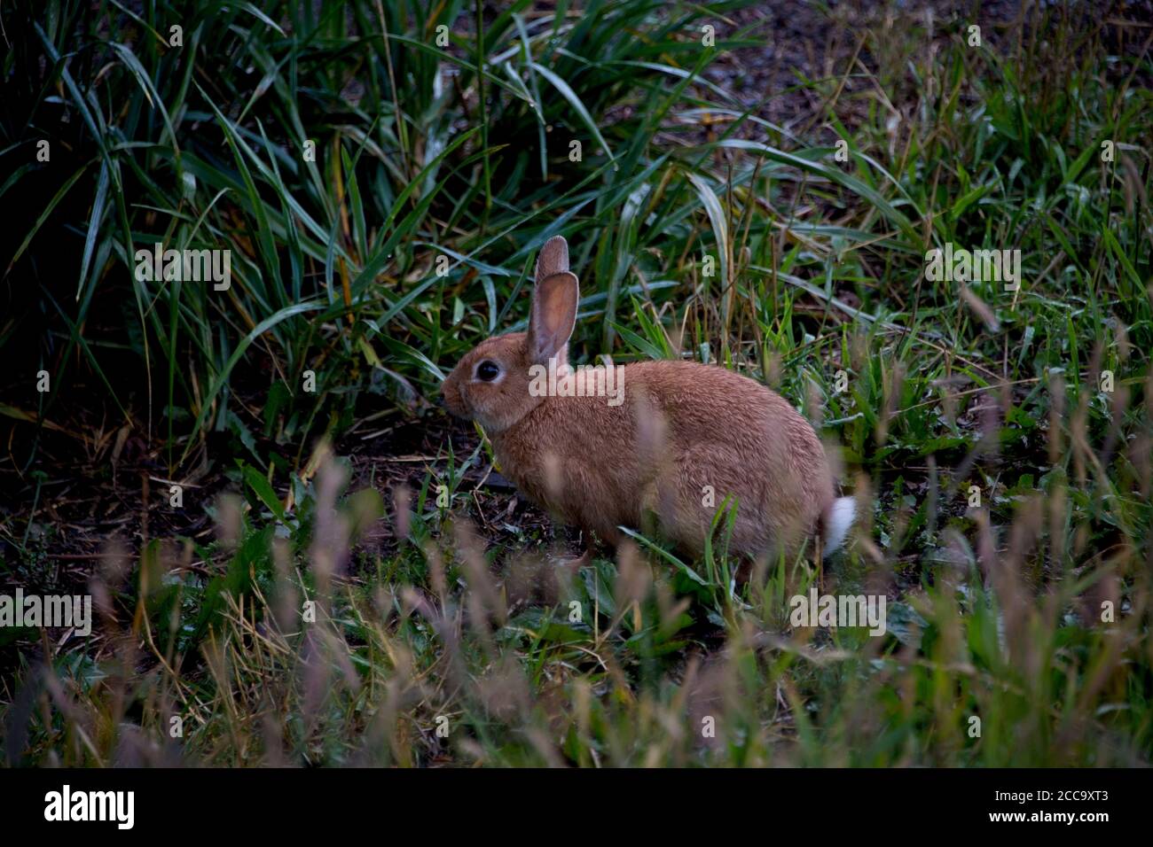 Alaska Rabbit High Resolution Stock Photography and Images - Alamy
