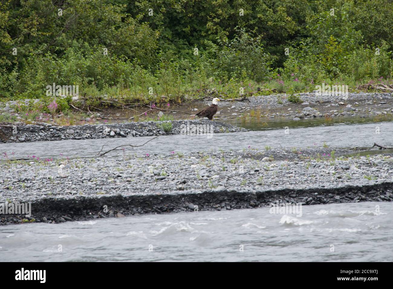 Alaska Bald Eagle Stock Photo - Alamy
