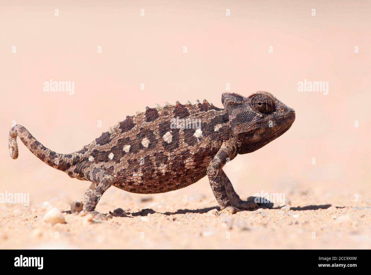 Namaqua Chameleon (Chamaeleo namaquensis) walking on the ground in ...