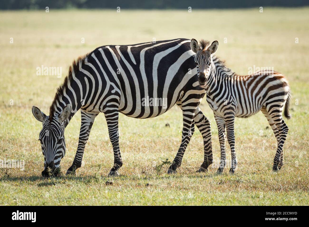 Cute baby zebra standing behind its mother who is eating grass in Masai ...