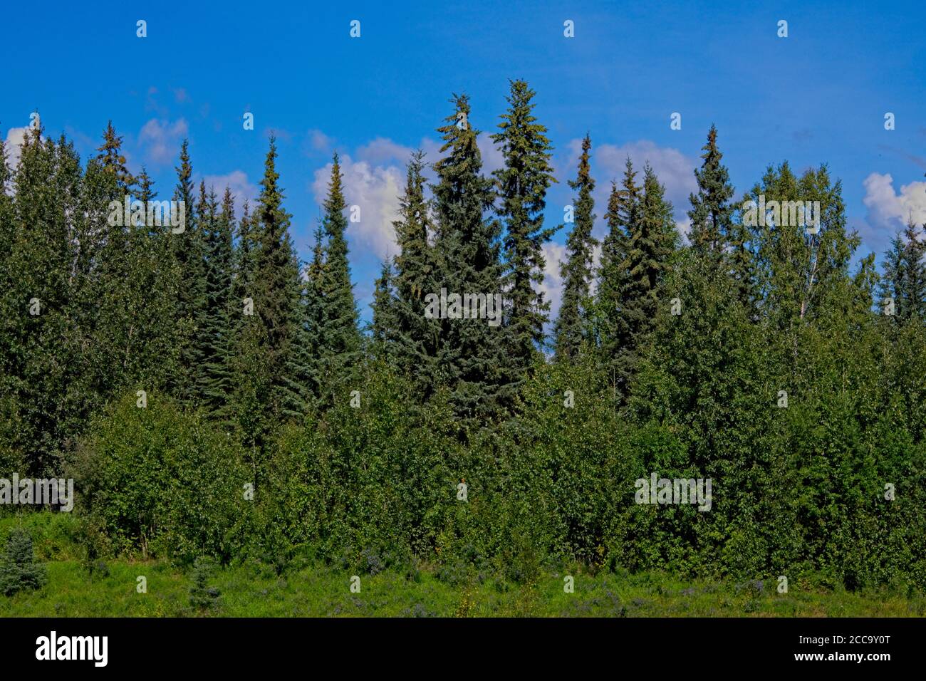 Alaska trees hi-res stock photography and images - Alamy