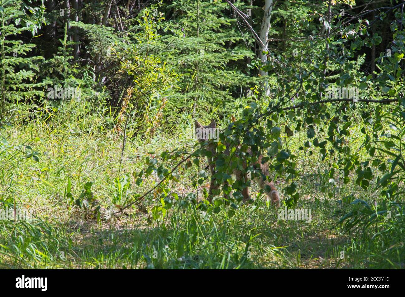 Linx lynx hi-res stock photography and images - Alamy