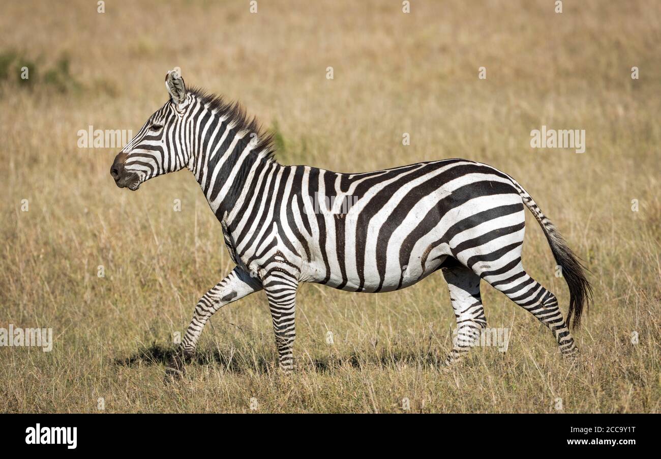 Zebra walking hi-res stock photography and images - Alamy