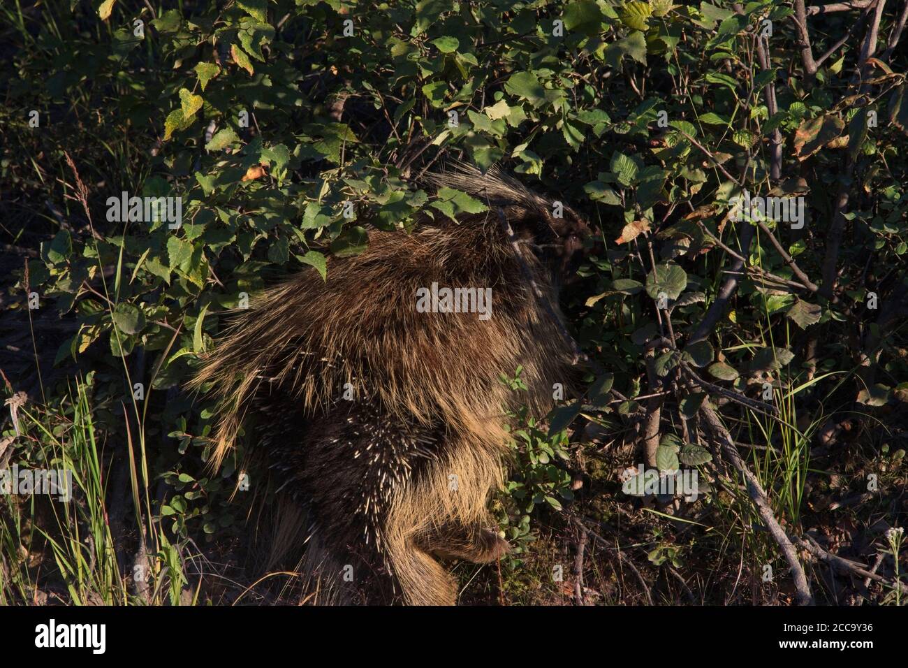 Porcupine rocks hi-res stock photography and images - Alamy
