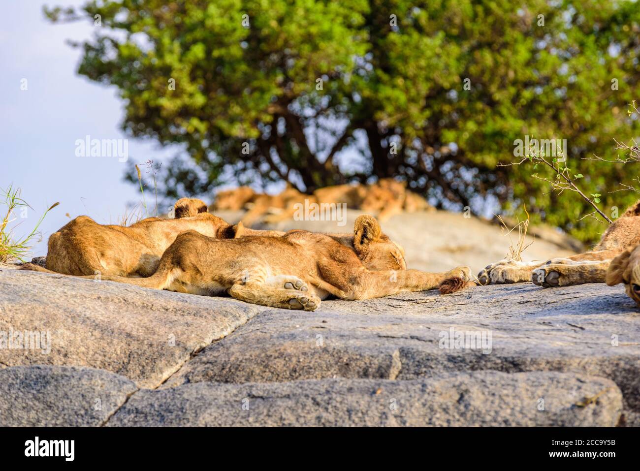 Group of young lions lying on rocks - beautiful scenery of savanna at ...