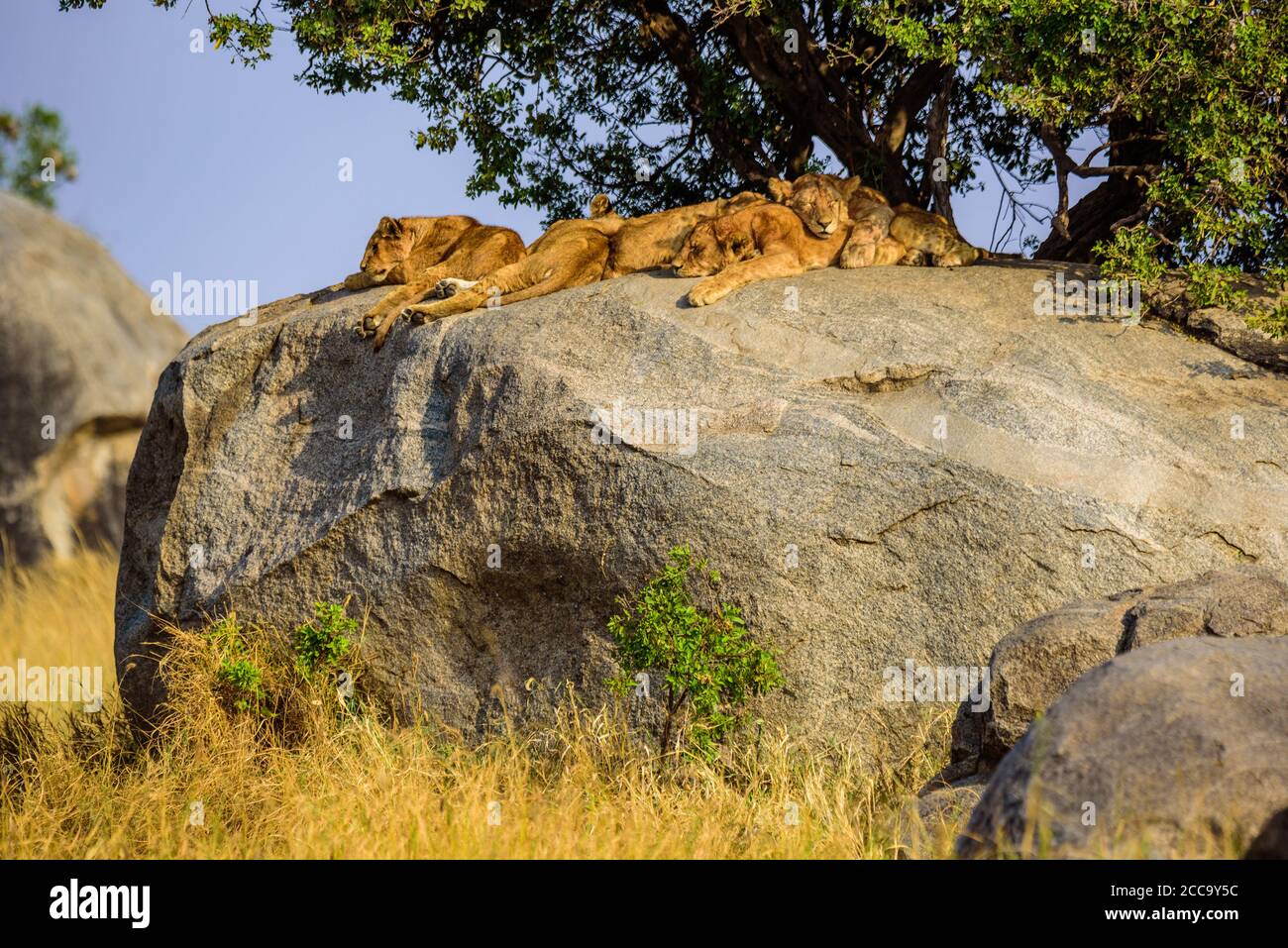 Group of young lions lying on rocks - beautiful scenery of savanna at ...