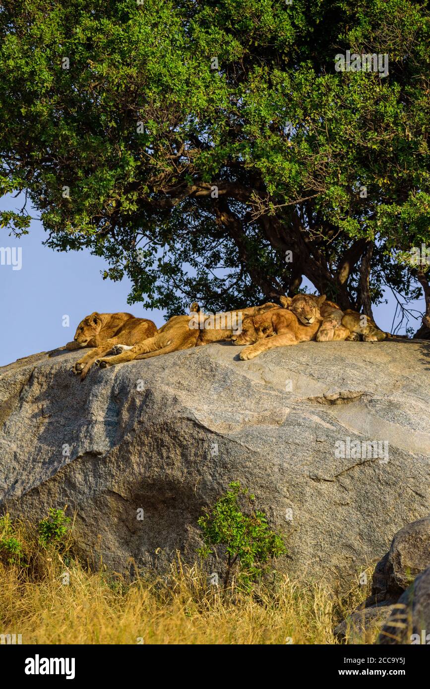 Group of young lions lying on rocks - beautiful scenery of savanna at ...
