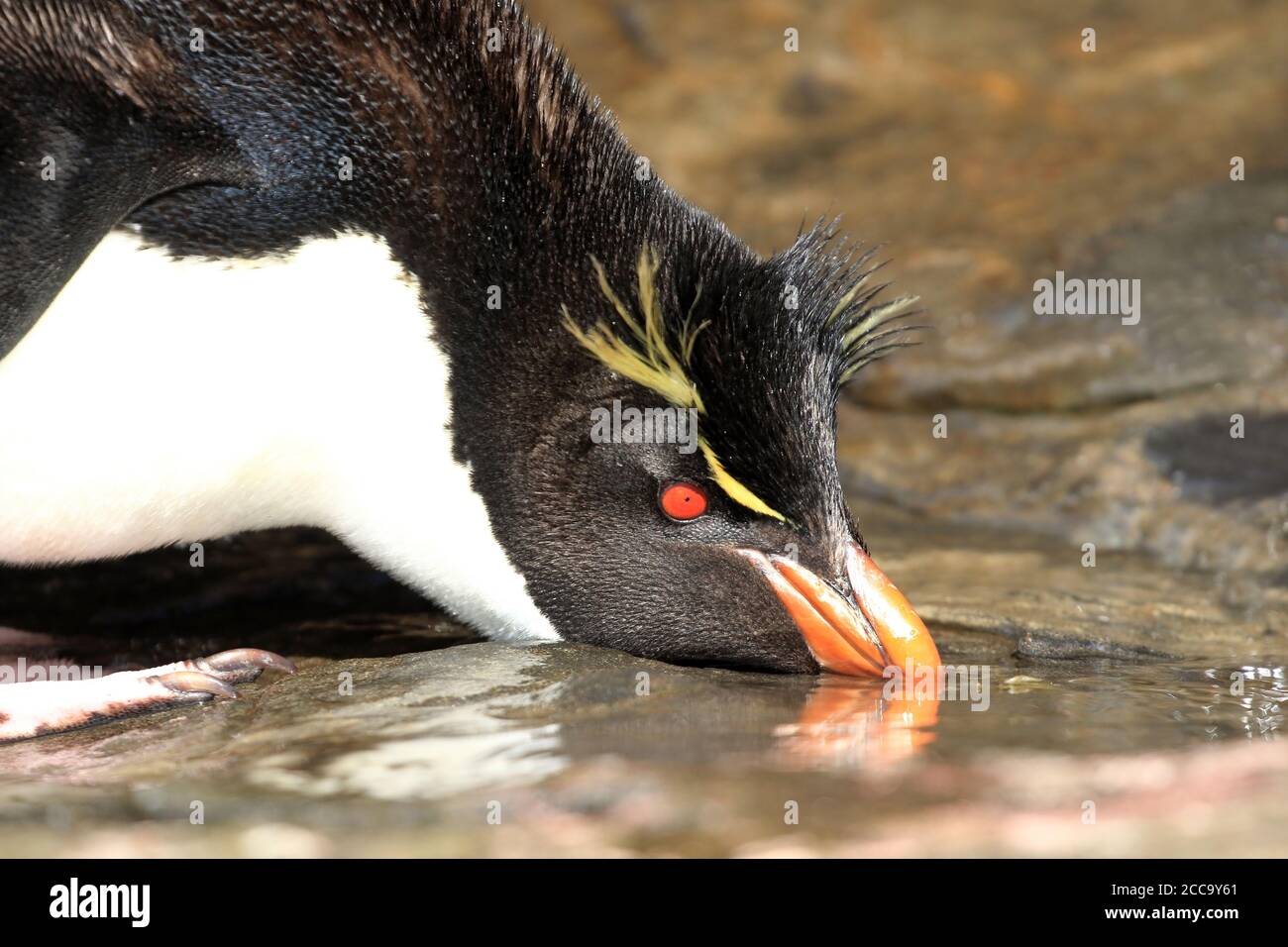 A Western Rockhopper Penguin (Eudyptes chrysocome) is drinking fresh ...