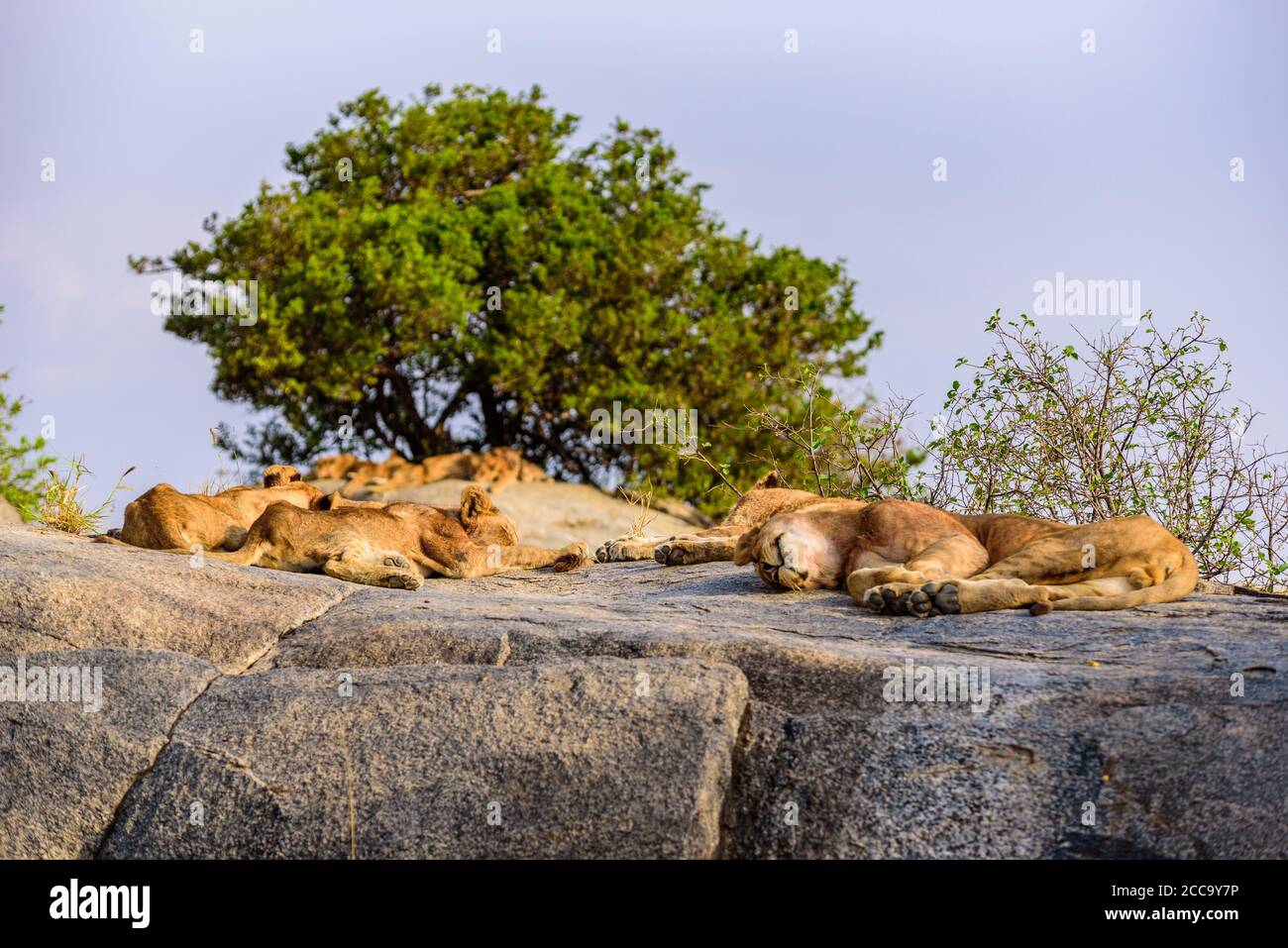 Group of young lions lying on rocks - beautiful scenery of savanna at ...