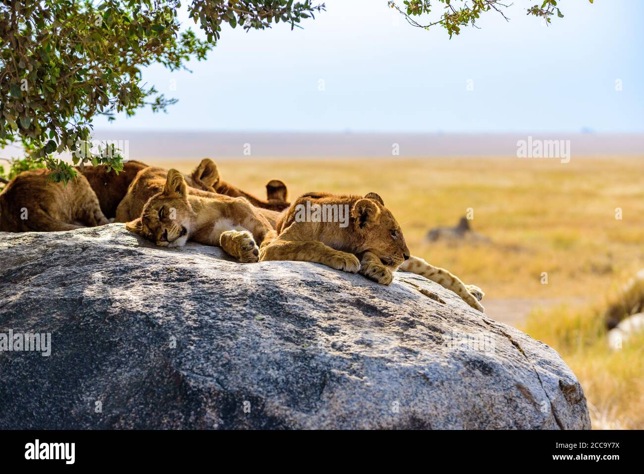 Group of young lions lying on rocks - beautiful scenery of savanna at ...