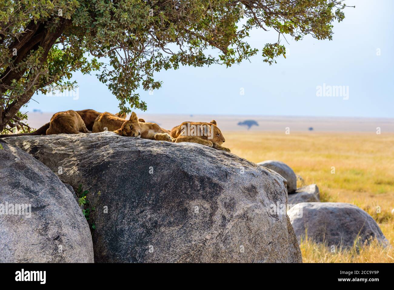 Group of young lions lying on rocks - beautiful scenery of savanna at ...